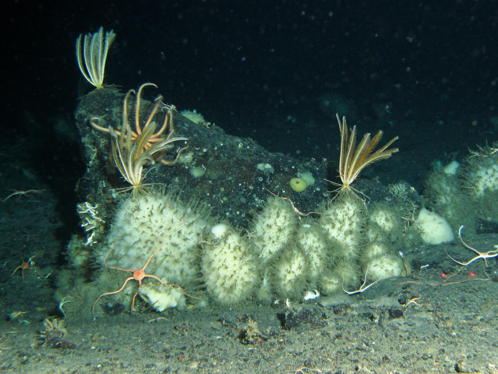 10 Oldest Living Marine Creatures: Incredible Secrets of Longevity ...