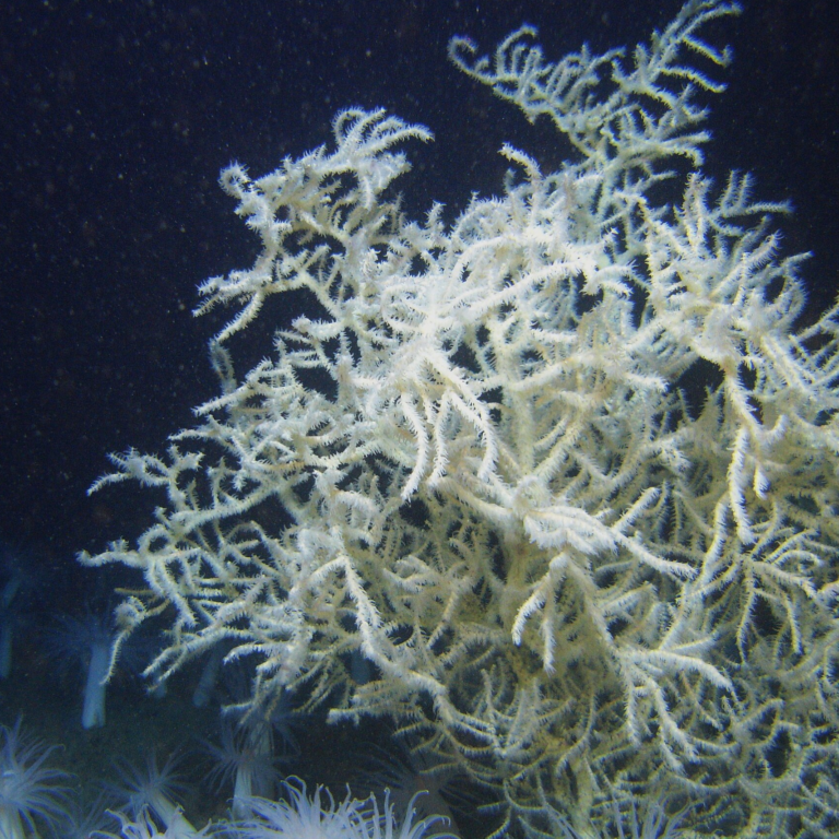10 Oldest Living Marine Creatures: Incredible Secrets of Longevity ...